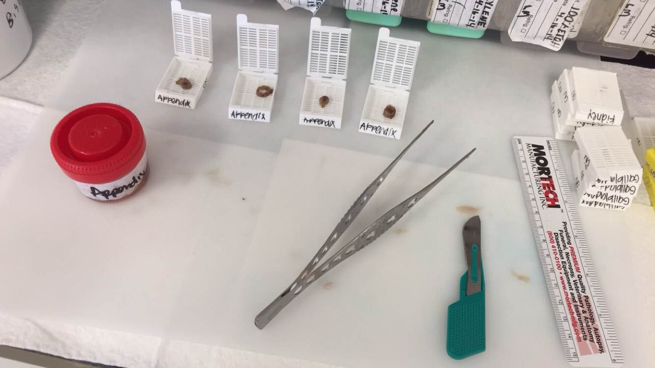 Histotechnology Students in Orlando Learned About Independent Grossing ...